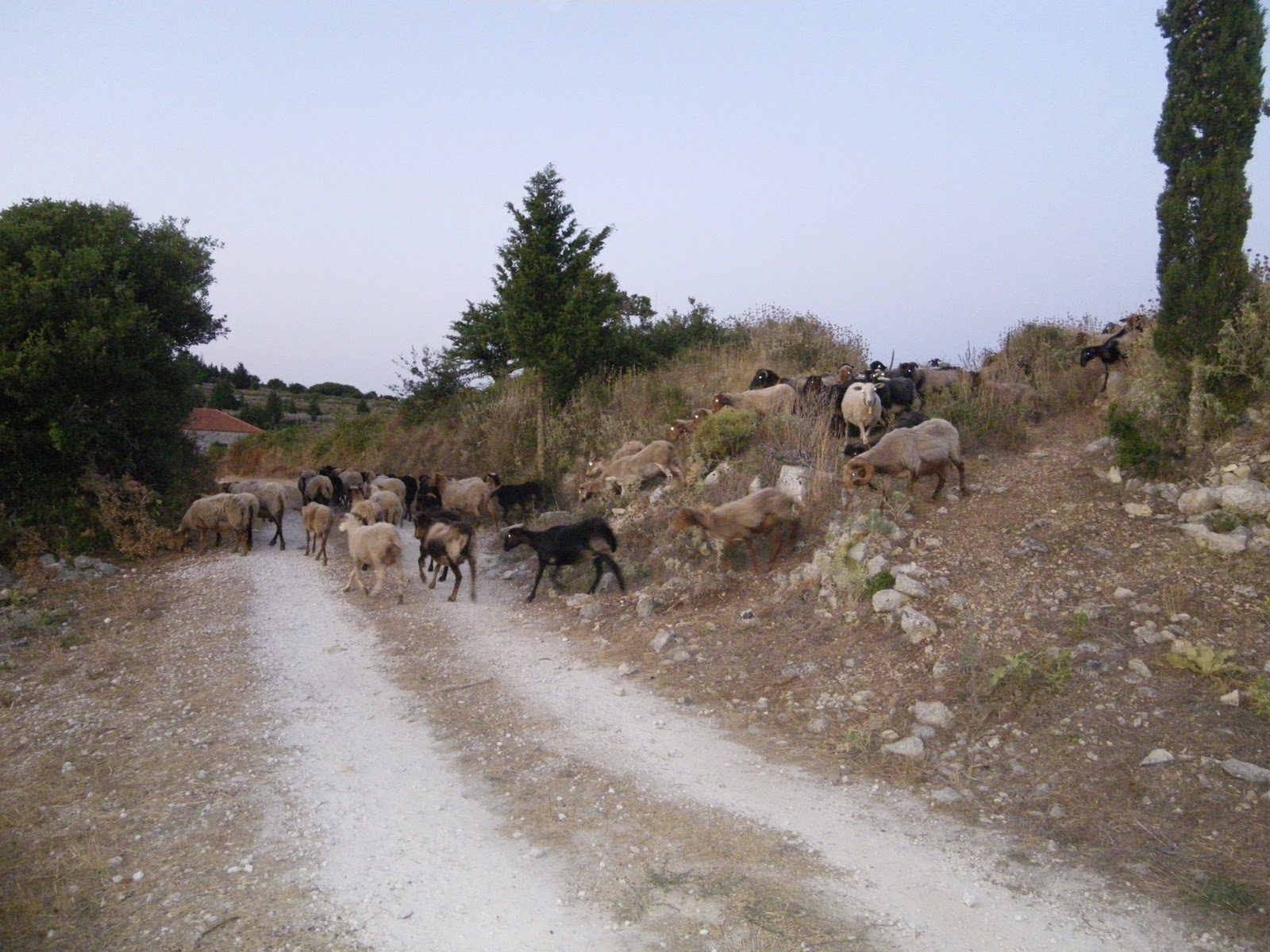 ΔΑΜΟΥΛΙΑΝΑΤΑ: ΔΙΑΔΡΟΜΕΣ ΠΕΖΟΠΟΡΙΑΣ