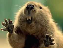 LA NUEVA CARAVANA: EL CASTOR