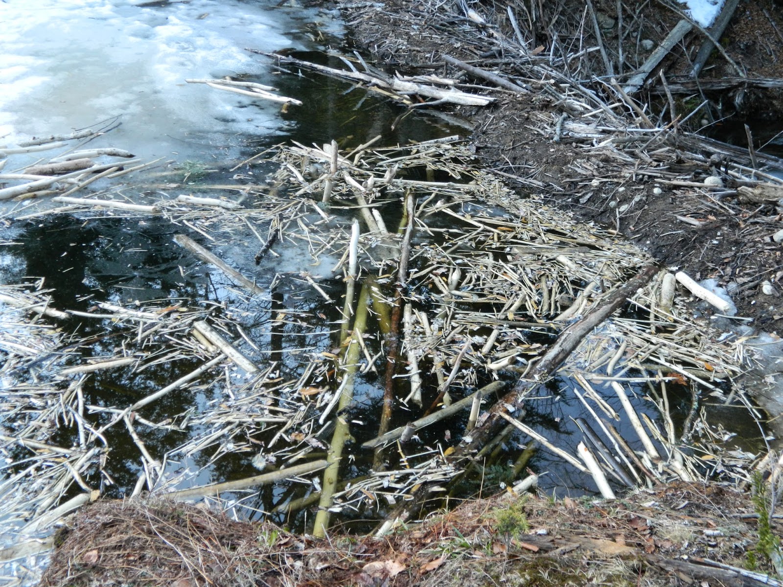 Winter Breakup, Beaver Trapping - Comstock Custom Cage