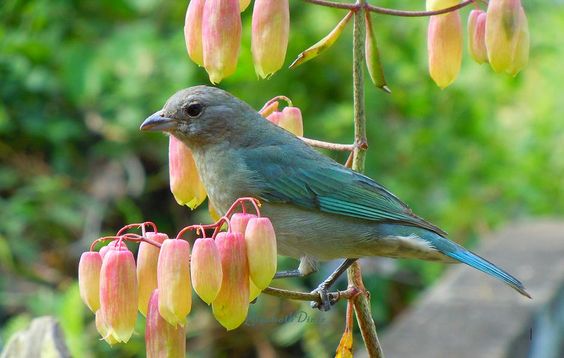 Depósito Santa Mariah: Canto Do Pássaro Azul!