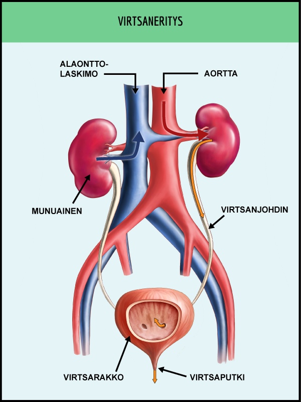Kurssi 4, ihmisen biologia: Kappale 10, Munuaiset ja maksa ovat ...