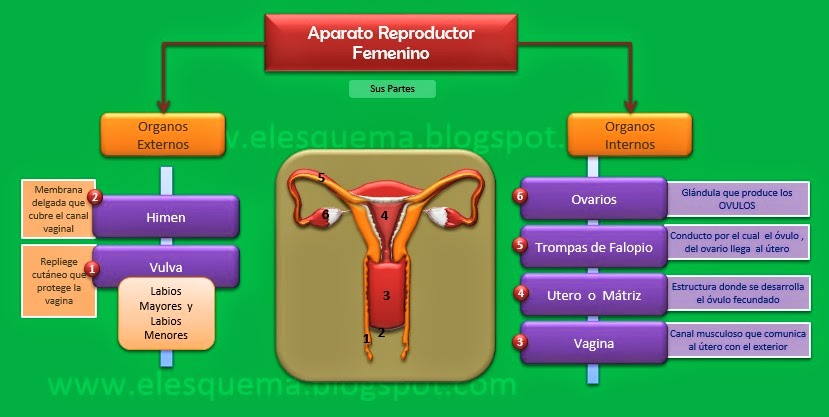 Aparato Reproductor Femenino