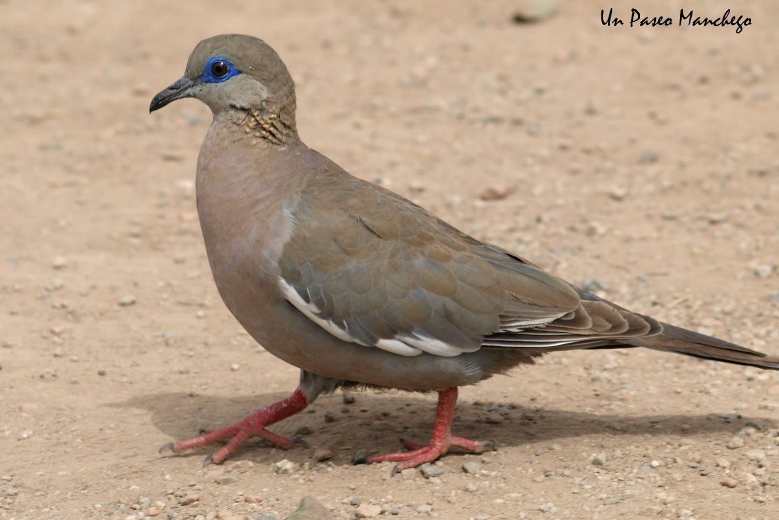 Un Paseo Manchego: Tórtola cuculí; Zenaida meloda.