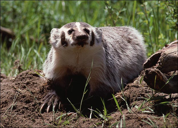 Funny Badger | Funny Images Show