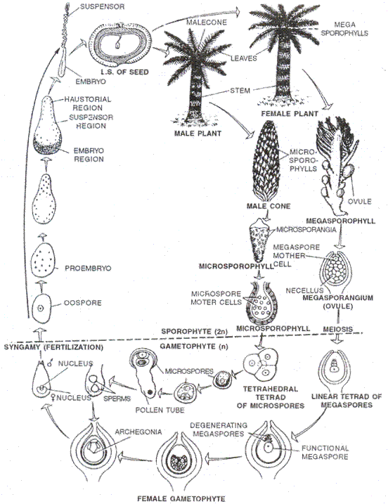 Plant Life: Cycads and Palms
