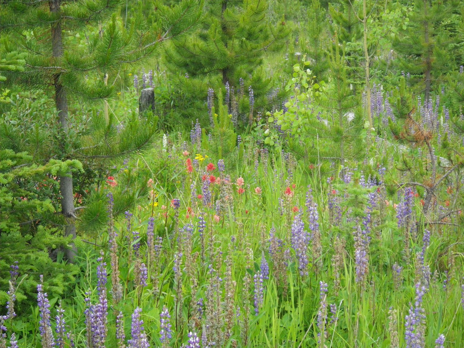 Welcome to my Garden of Wild Plants and Medicinal Herbs