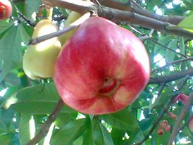 Karir Sekolah KU: Apa itu Buah Jambu Bol...?