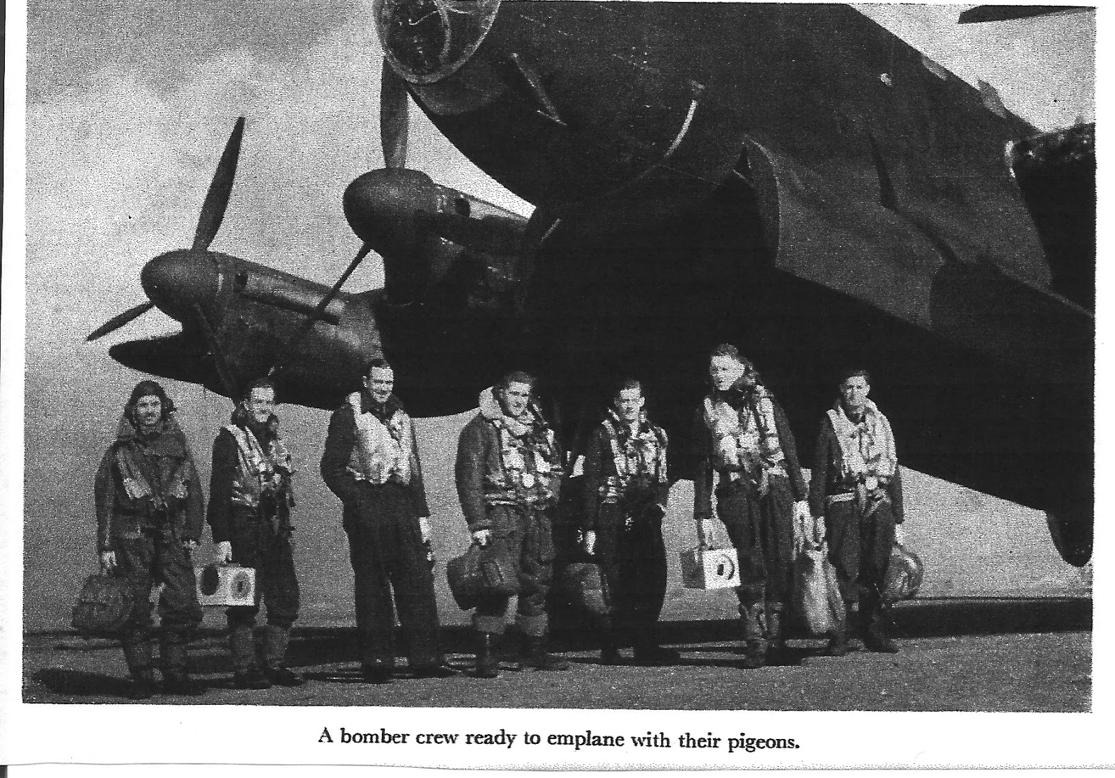 World War 2 History and the WW2 Pigeons: Pigeons in World War II by ...