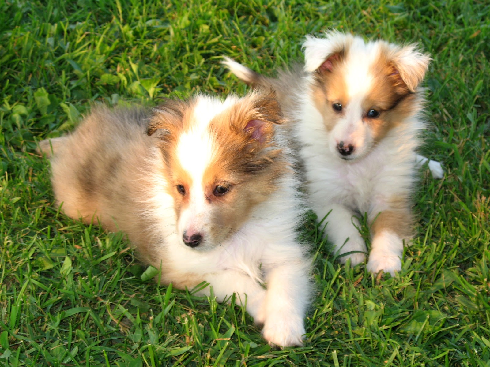 Cute Puppy Dogs: Shetland Sheepdog Puppies