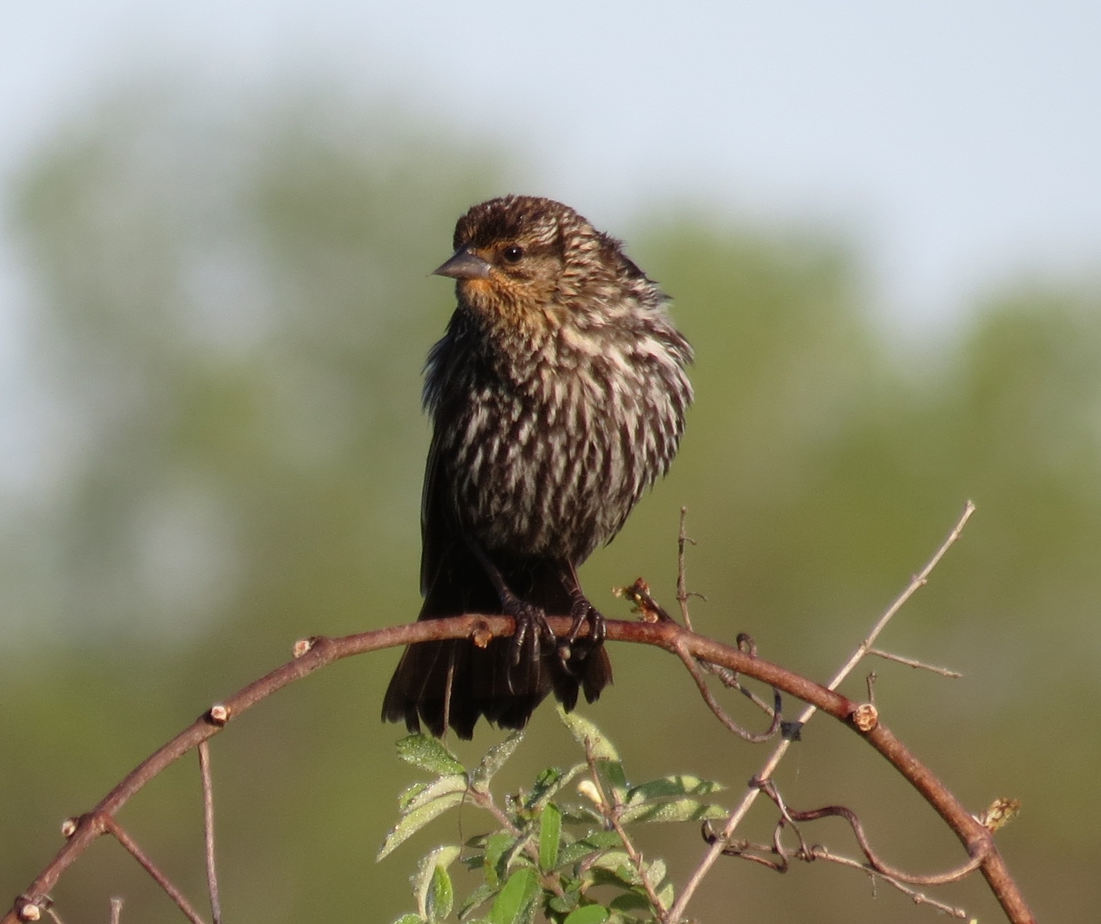 Burly Bird: For all the lady birds...