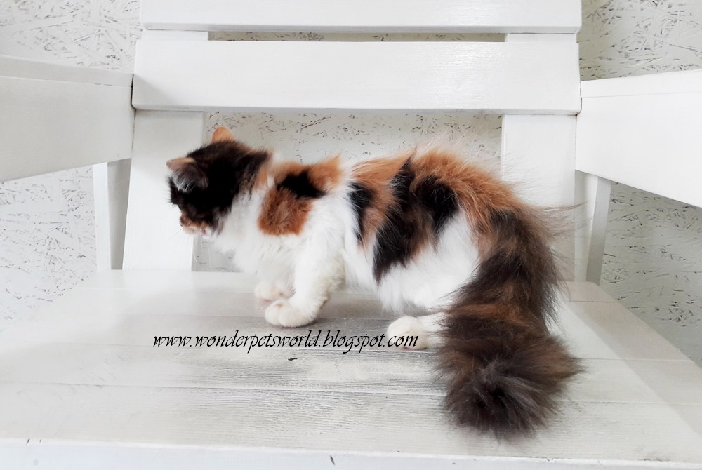 WONDERPET PLANET: CALICO DLH KITTEN - SOLD