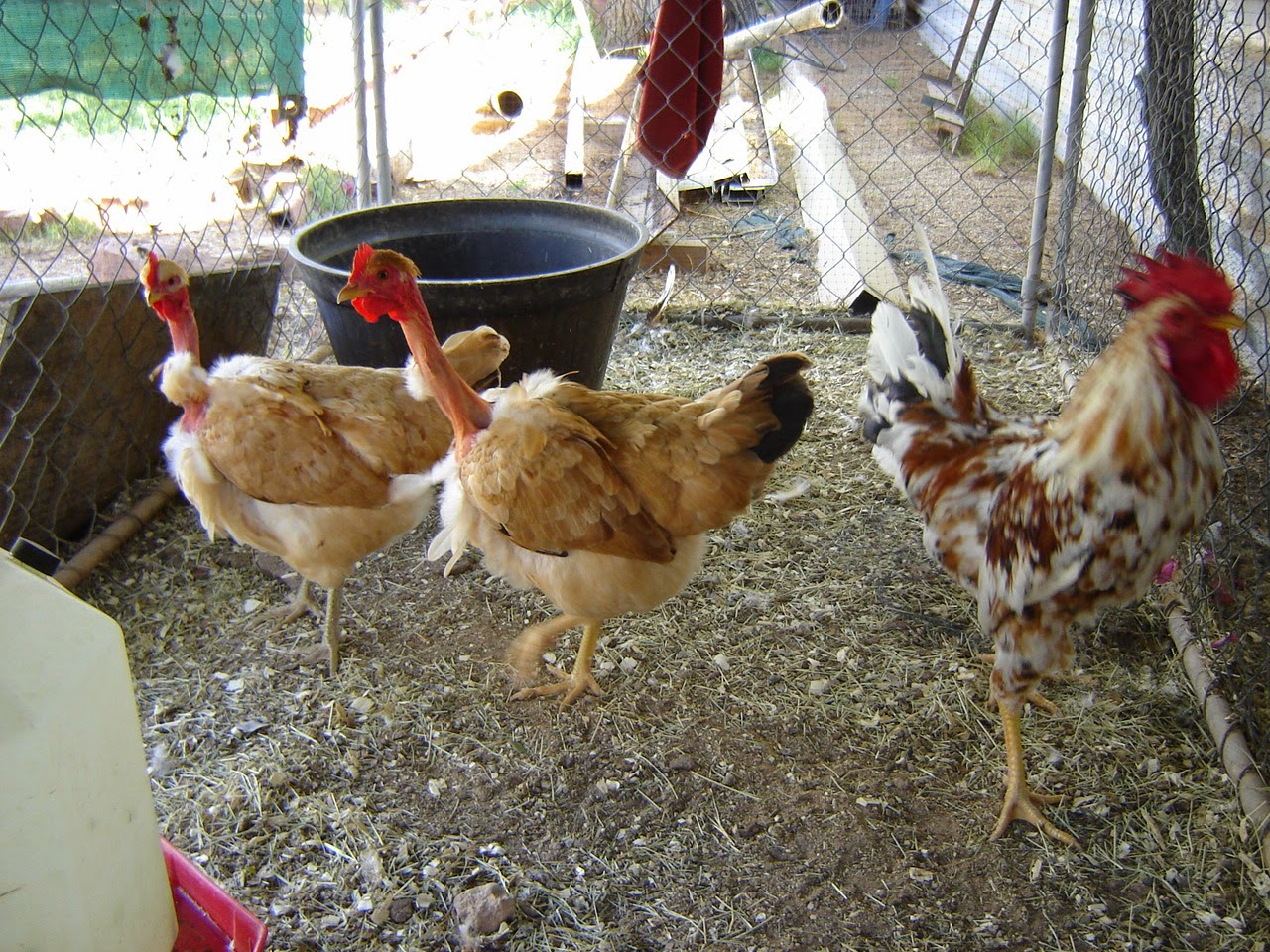 Aloha Chickens: Turken Alohas!