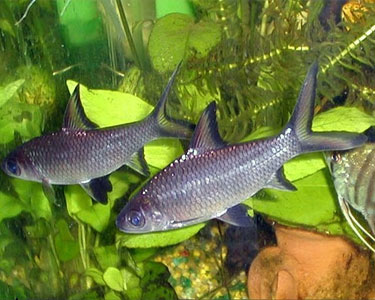 Nature Lover: Silver Shark