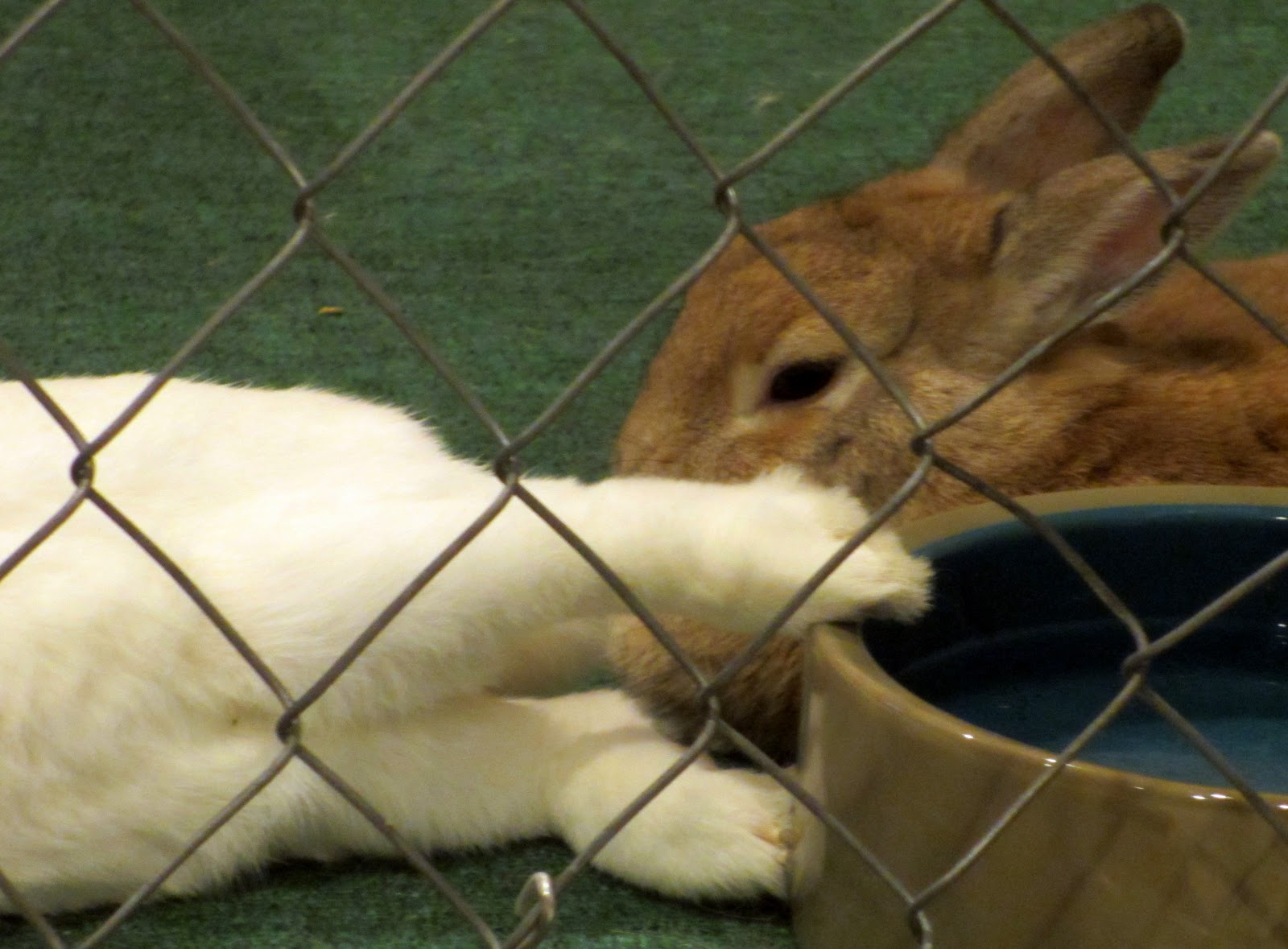 Rabbit Ramblings: Bunny Pilates