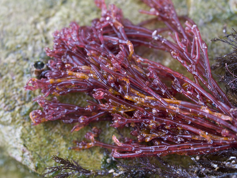 Paseos por la naturaleza: Griffithsia sp