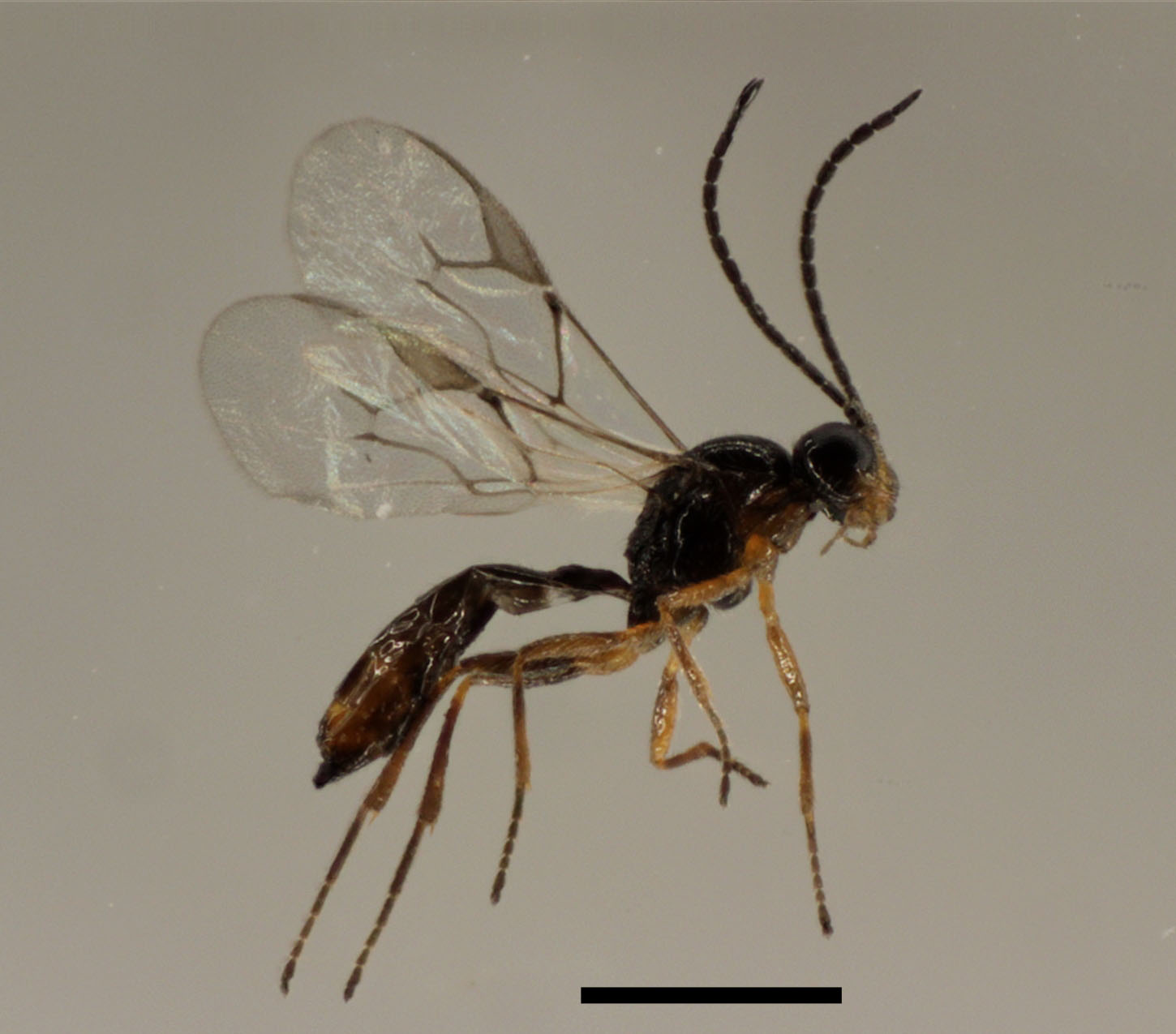 Prairie Pest Monitoring Network Blog: Insect of the Week (July 03, 2017 ...