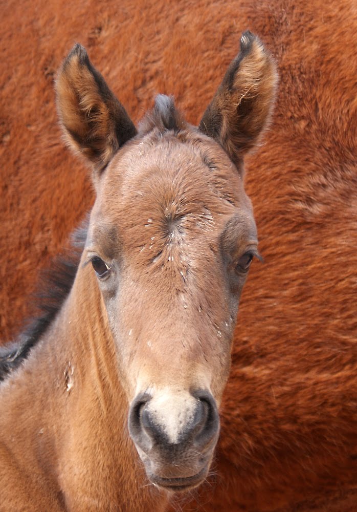 La Tria - Endurance: Primer poltre del 2011