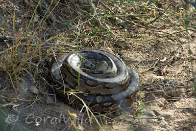Coral Wild - A Safari Guides Diary: A Safari Photo Update (2)