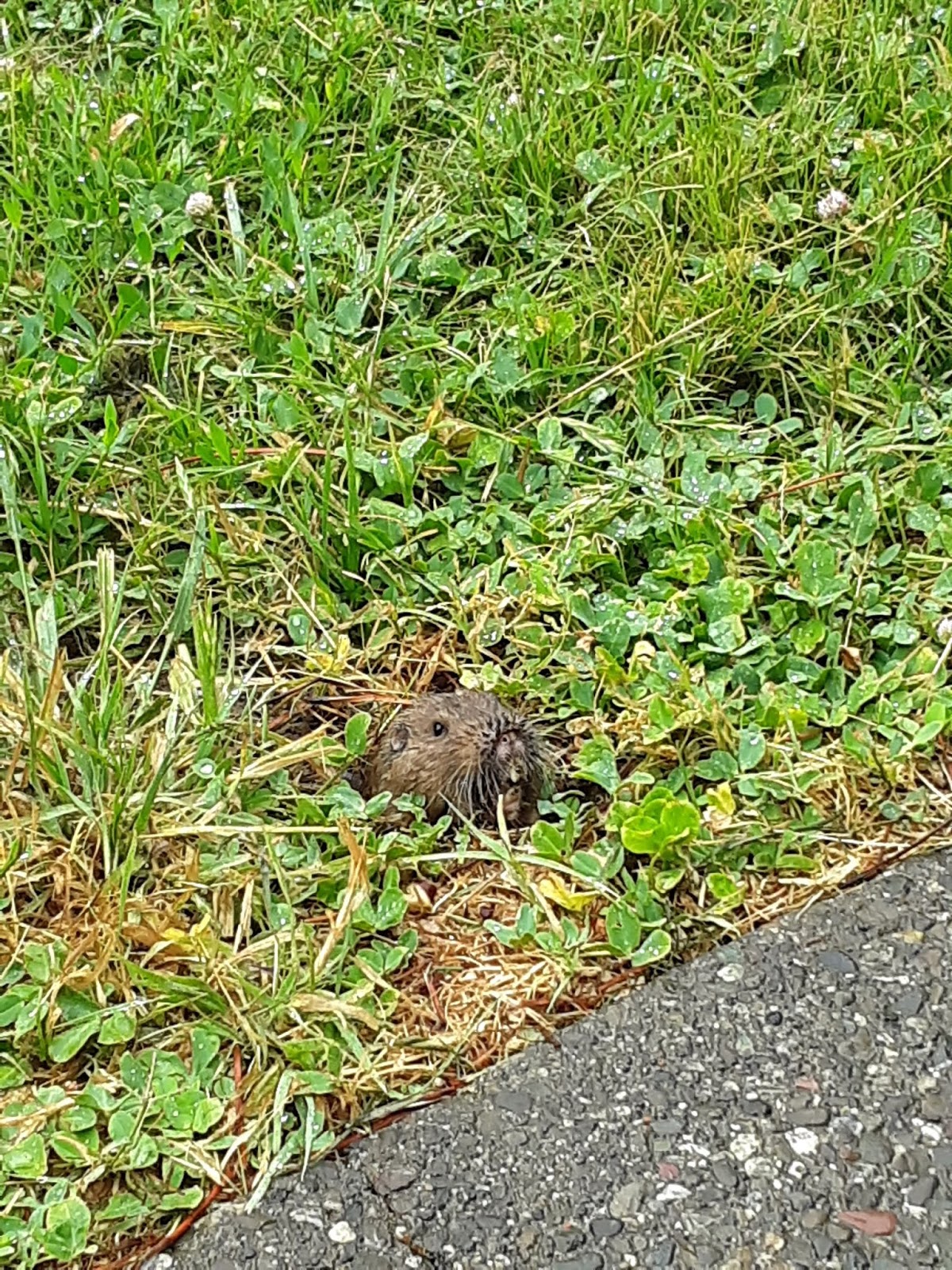 Small Mammals, Big World