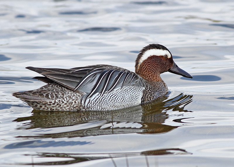 Greater Kent Birder: Garganey