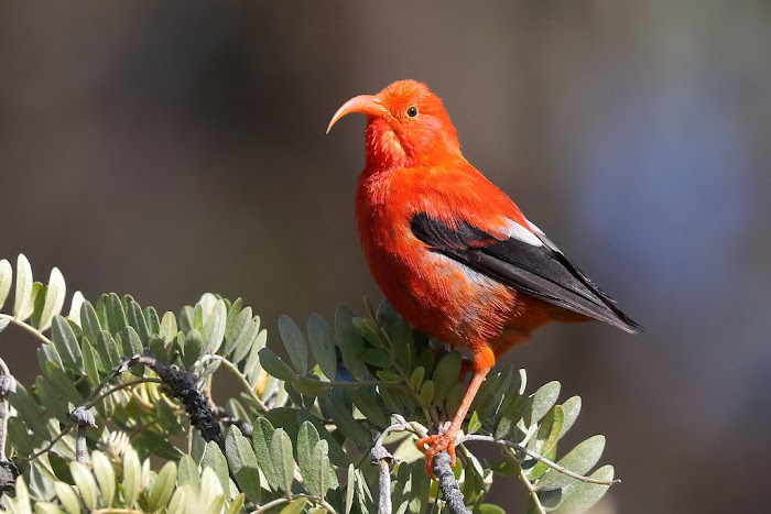Δρεπανίς - Ορνιθοπανίδα