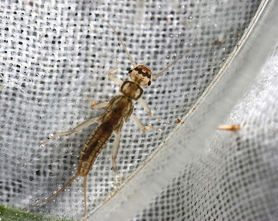 Aquatic Insects of Central Virginia: Just the usual "outstanding" "high ...