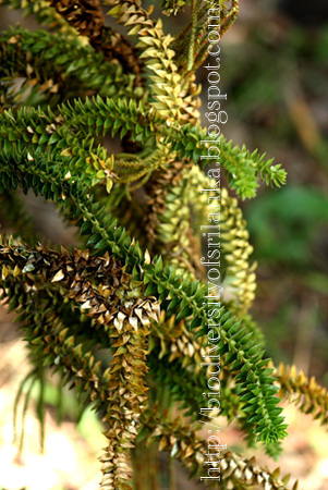 Biodiversity of Sri Lanka: මහ-හැඩයා[Maha –Hadaya] (Huperzia phlegmaria)