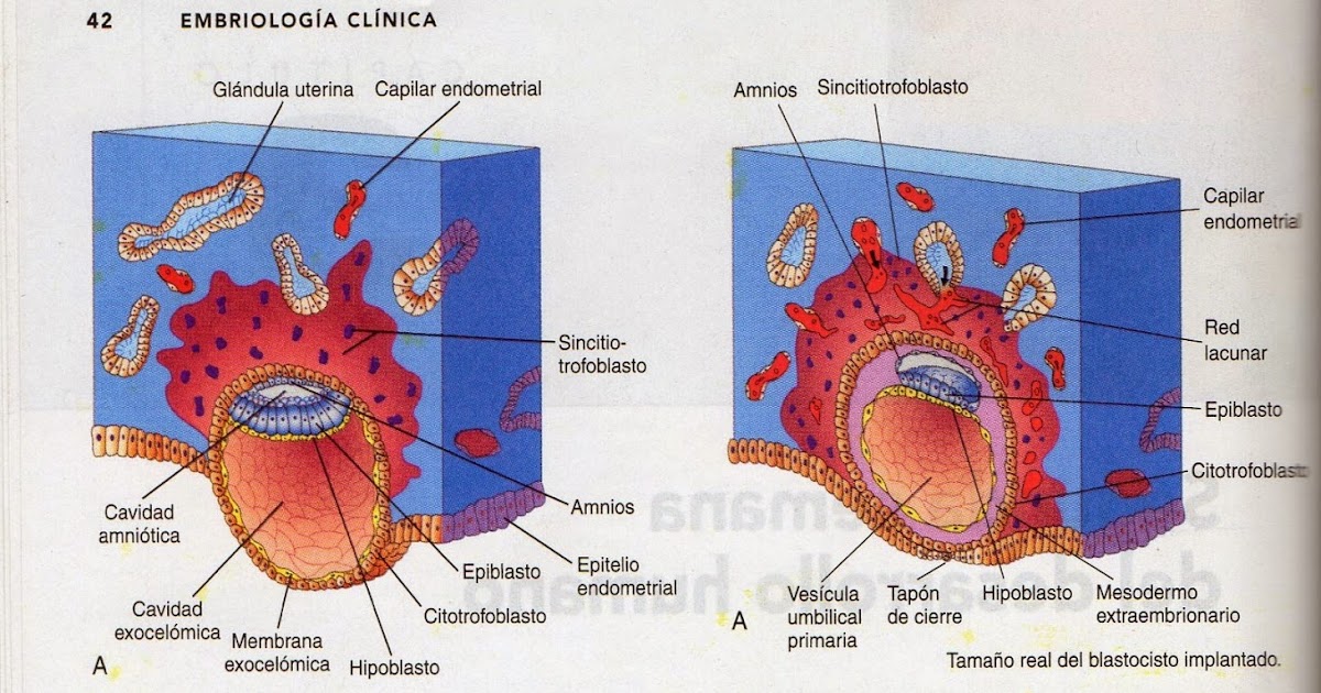 El largo camino de la medicina: Desarrollo Embrionario . Primera y ...