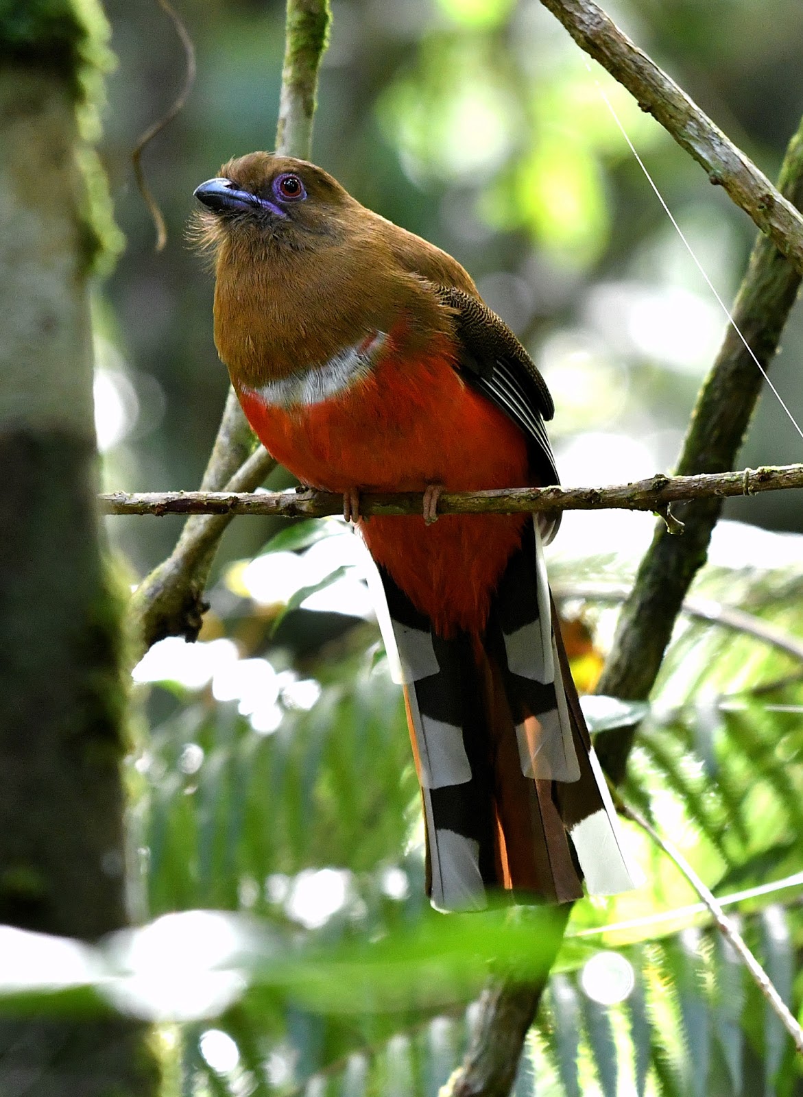 The Life Journey in Photography: Red-headed Trogon [Female] @ Fraser's ...