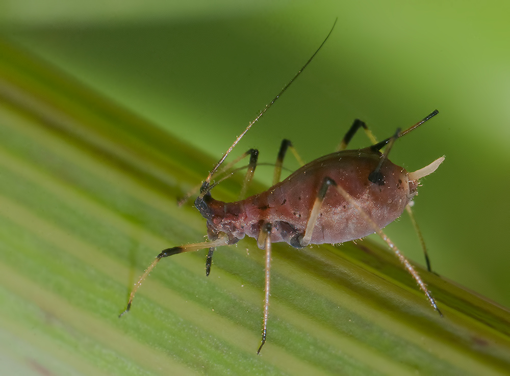 MACREANDO: Áfidos