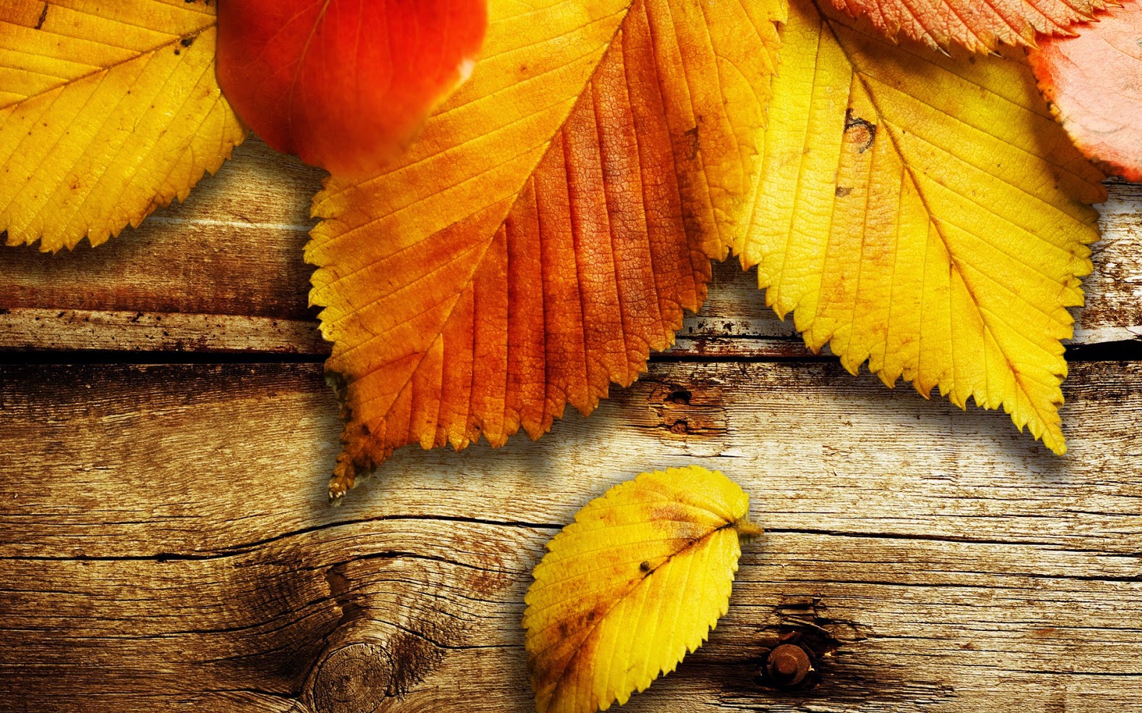 Theme Windows 7 & 8: Autumn