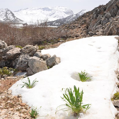 Snowdrop sprouts in Turkey’s Manisa