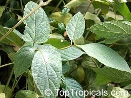 Śyonaka -තොටිල - Oroxylum indicum - Totila - Śoshana nata Katwanga ...
