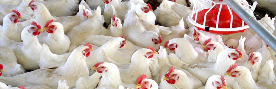 poulet de chair 45 jours