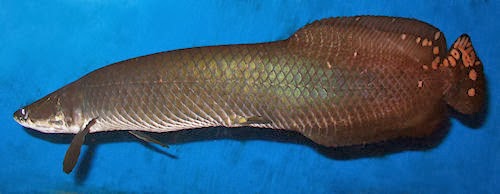 The Presurfer: Biggest New Animal Discoveries Of 2013