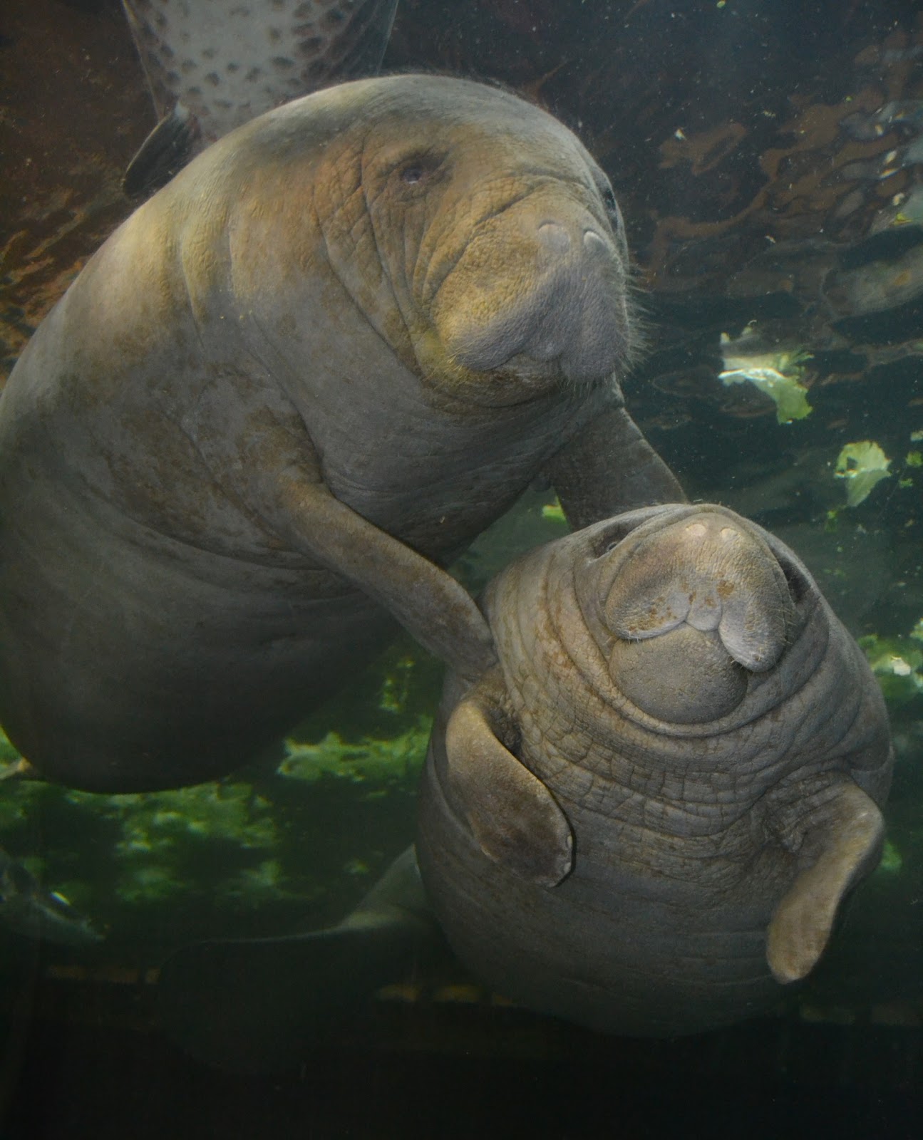 Club de Naturaleza: Manatí