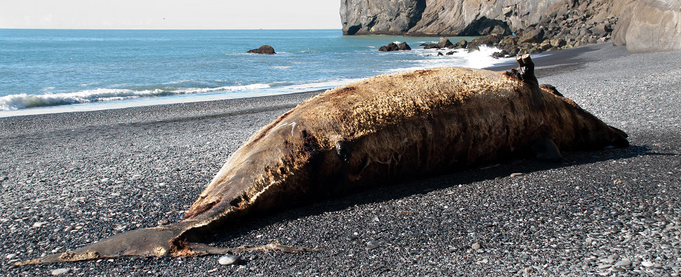 AIT Science Blog: The Ocean Is Suffocating, and It's Our Fault