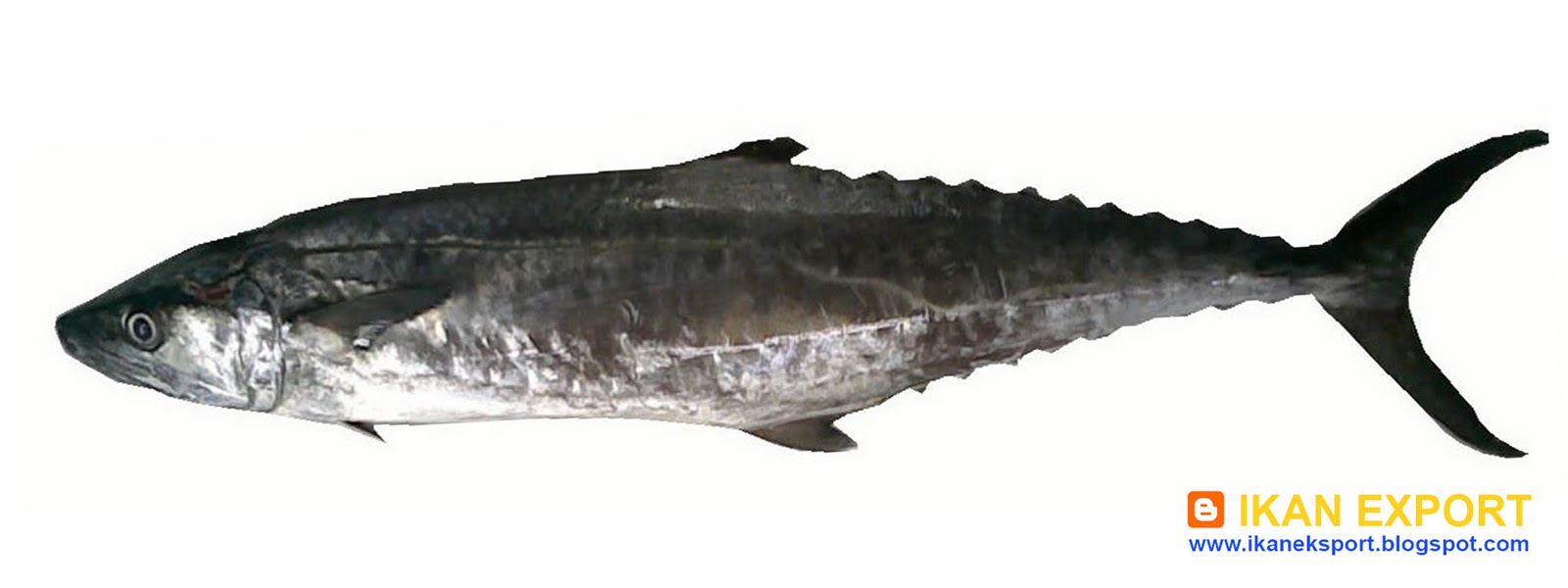 Ikan Eksport: Tenggiri