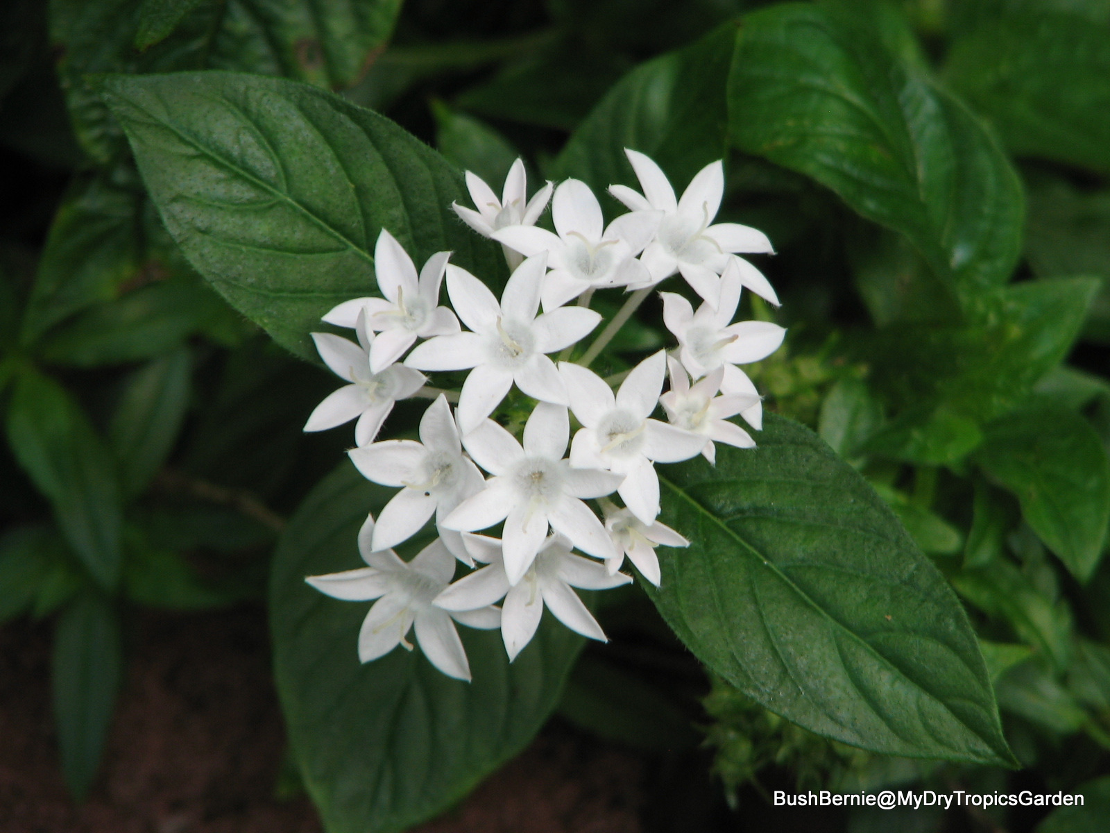 Bush Bernie's Blog: Flower Flaunt Time ... At The Start of our End-of ...