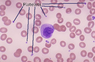 Sel-sel Darah - Fadhila Alizza