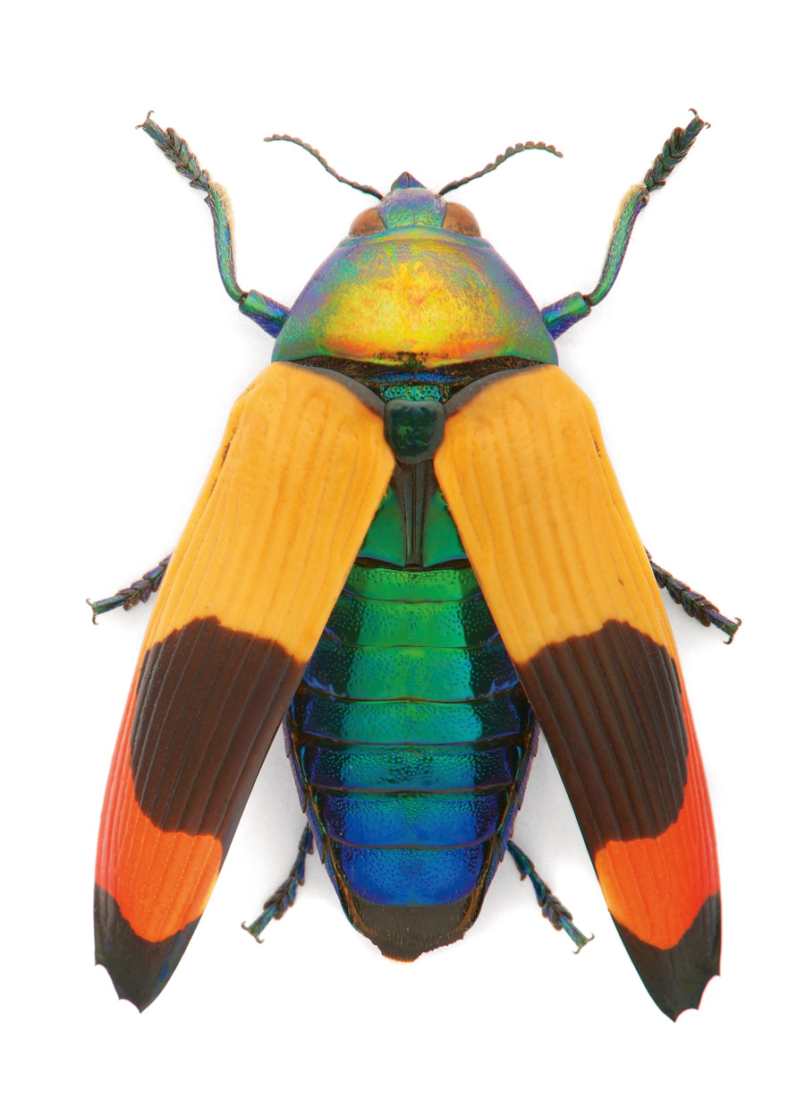 1000+ images about Scurrying Beatles on Pinterest | Beetle, Shield Bugs ...