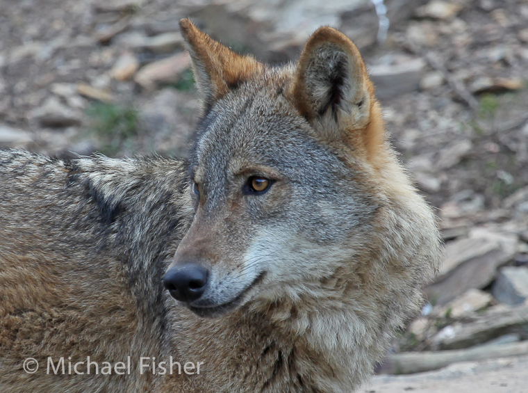 Roadrunners Mike and Linda: Watching Wolves in Spain