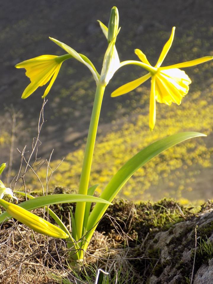 ASIA: UN MUNDO NATURAL POR DESCUBRIR: FESTIVAL EN LAS LOMAS DE ASIA ...