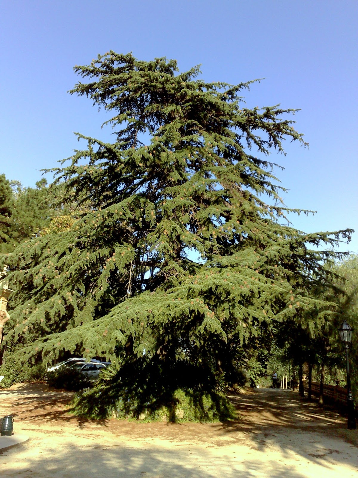 Árboles con alma: Cedro del Himalaya. Cedre. (Cedrus deodora)