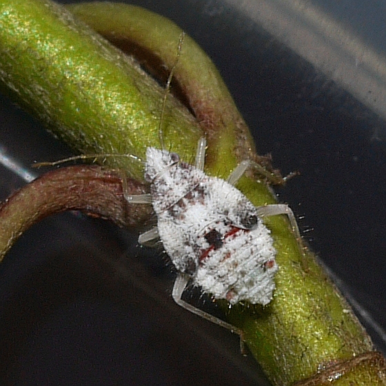 Springfield Plateau: Biting White Bug