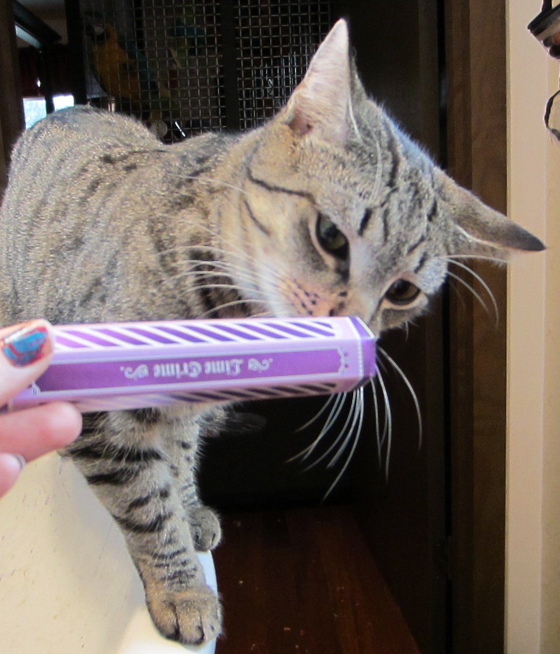 Cannibal Cosmetics: Lime Crime Carousel Gloss Review