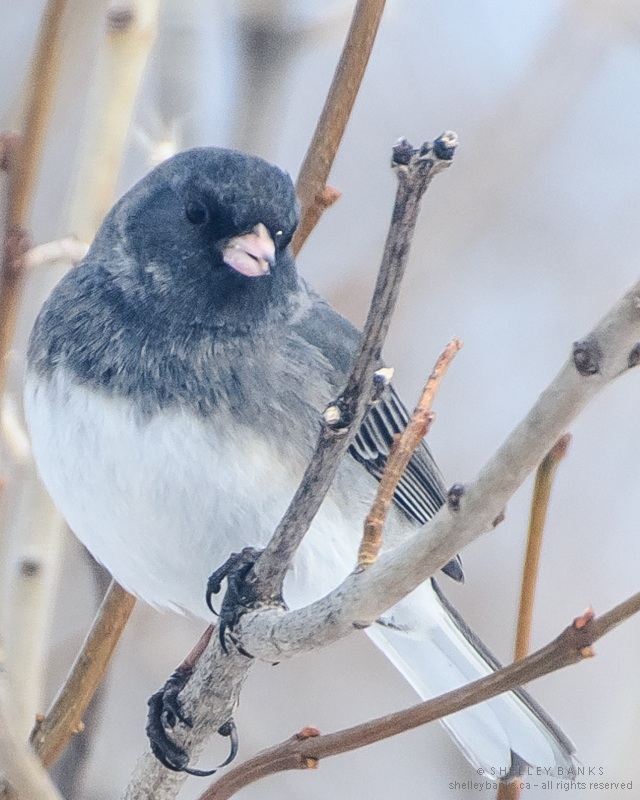 Prairie Nature: Dark-eyed Junco: Northern Birds Return for Spring