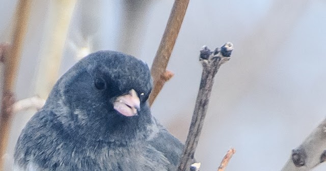 Prairie Nature: Dark-eyed Junco: Northern Birds Return for Spring