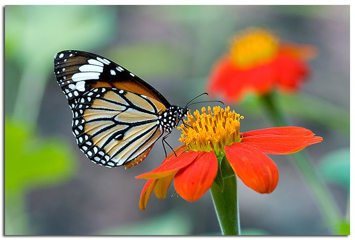 Our Beautiful World: Butterflies