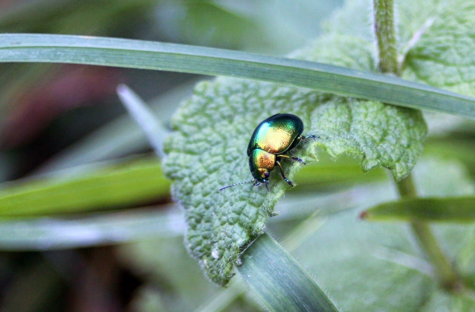 Hedge Finders: French Insects